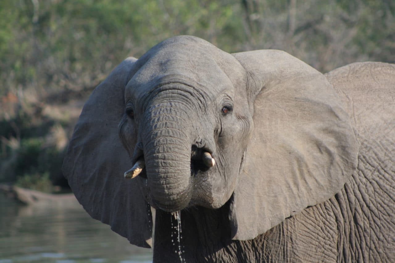 Elephants in Zimbabwe, Transporting Wildlife - Sense Earth
