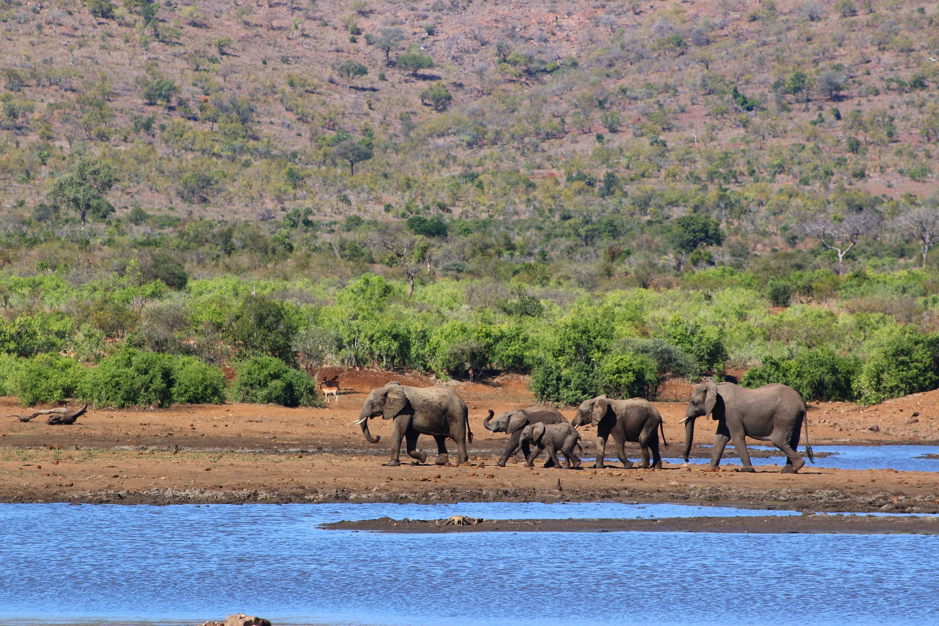 Visit Africa for the Ultimate Safari | Sense Earth