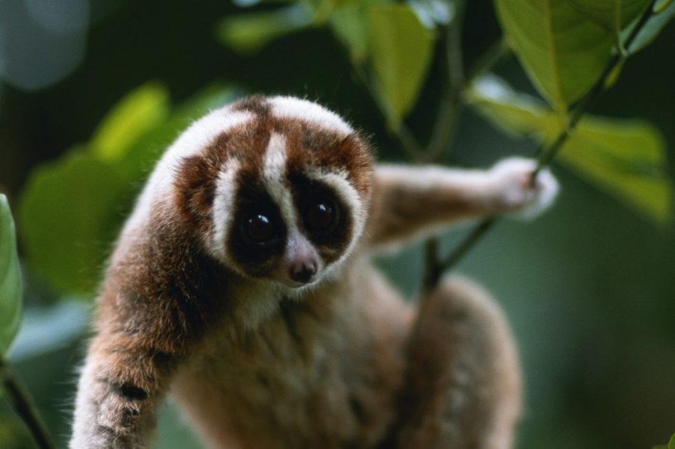 The Remarkable Slow Loris | Sense Earth