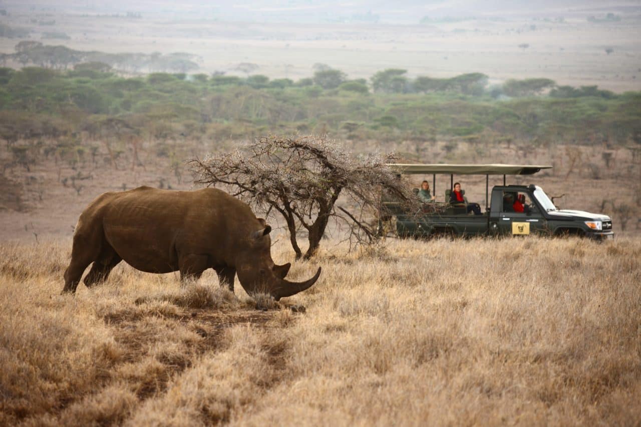 Kenya Wildlife Conservation, Lewa Conservancy Project | Sense Earth