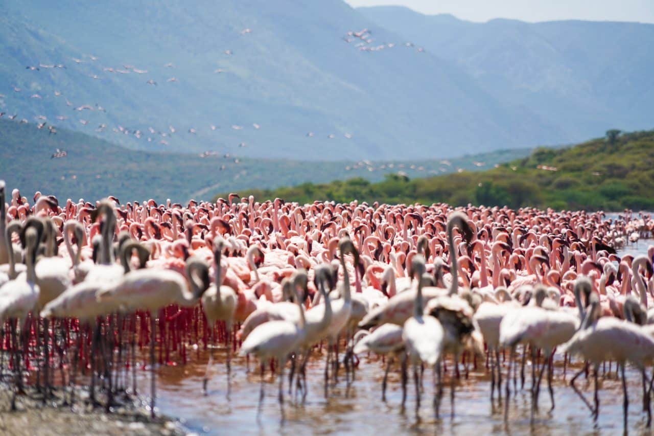 Wild Flamingos in Kenya Sense Earth